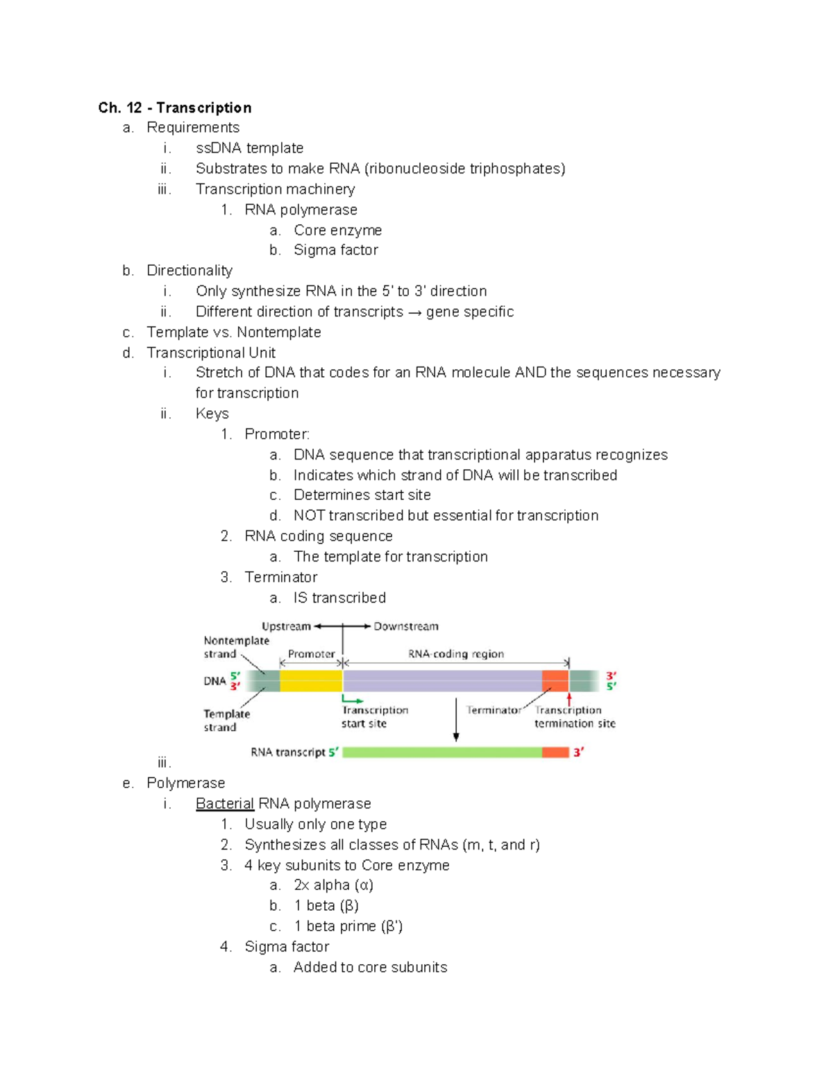 Genetics Exam 4 study guide - Ch. 12 - Transcription a. Requirements i ...