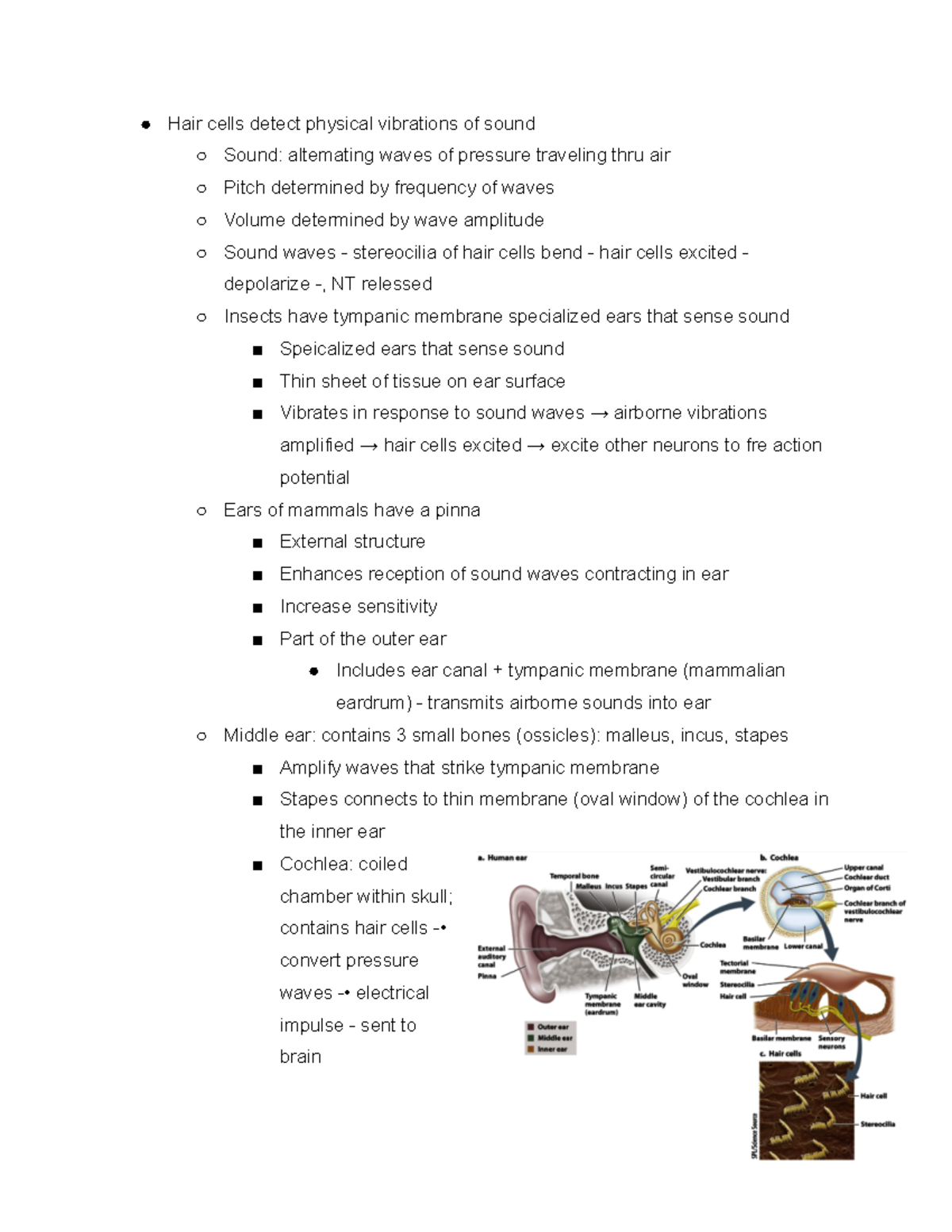 Hearing system in mammals - Studocu