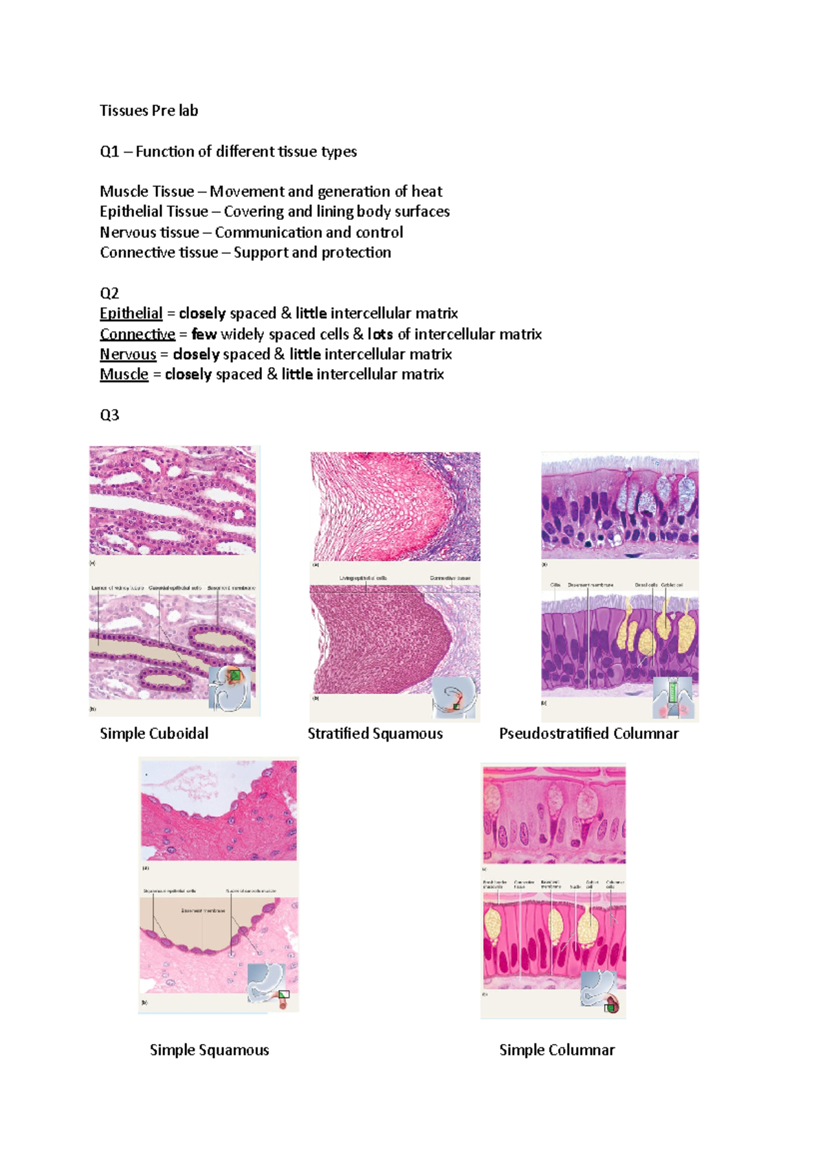 Tissues Pre lab notes - Tissues Pre lab Q1 – Function of different ...
