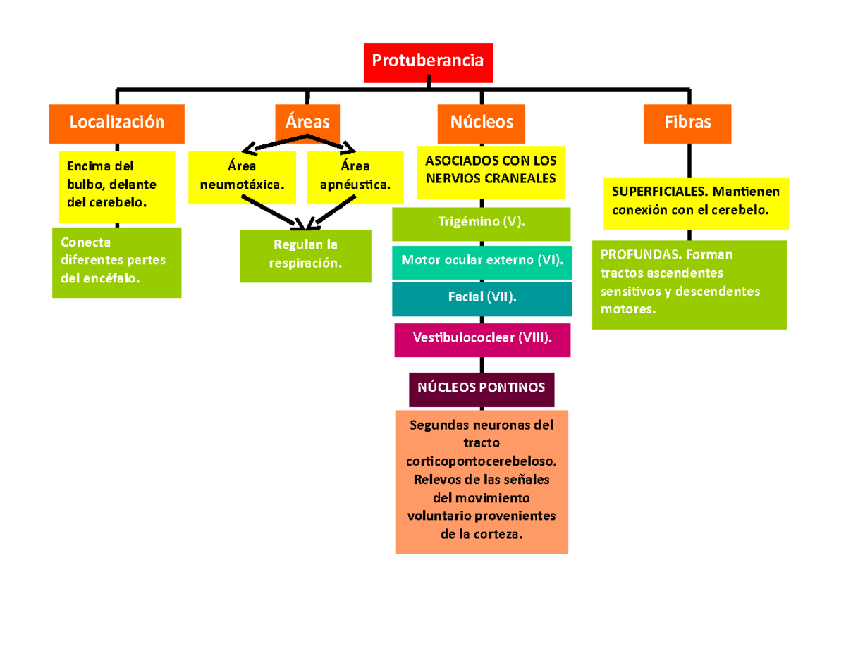 Protuberancia - Resumen Anatomía humana - Protuberancia Encima del ...