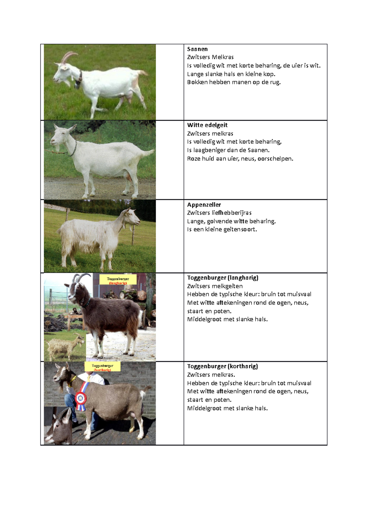 Geitenrassen - Saanen Zwitsers Melkras Is volledig wit met korte ...