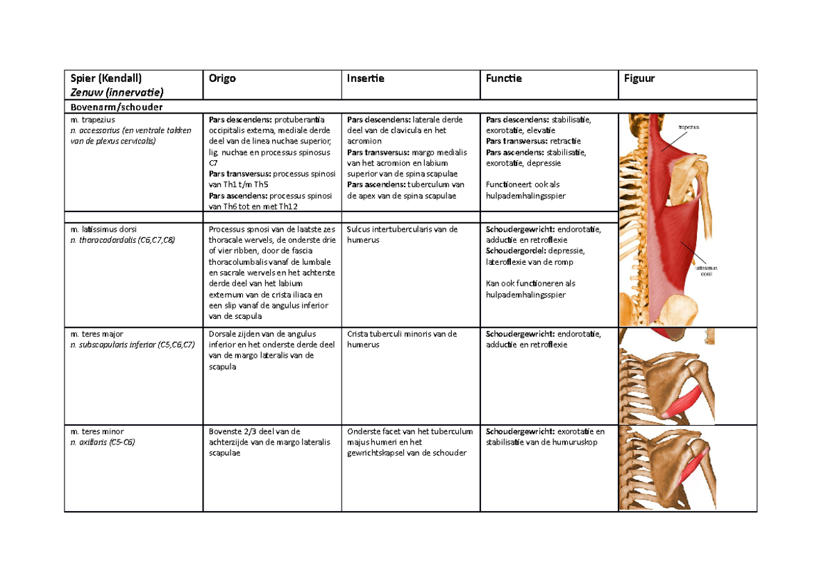 Anatomie alle spieren - Spier (Kendall) Zenuw (innervatie) Origo ...