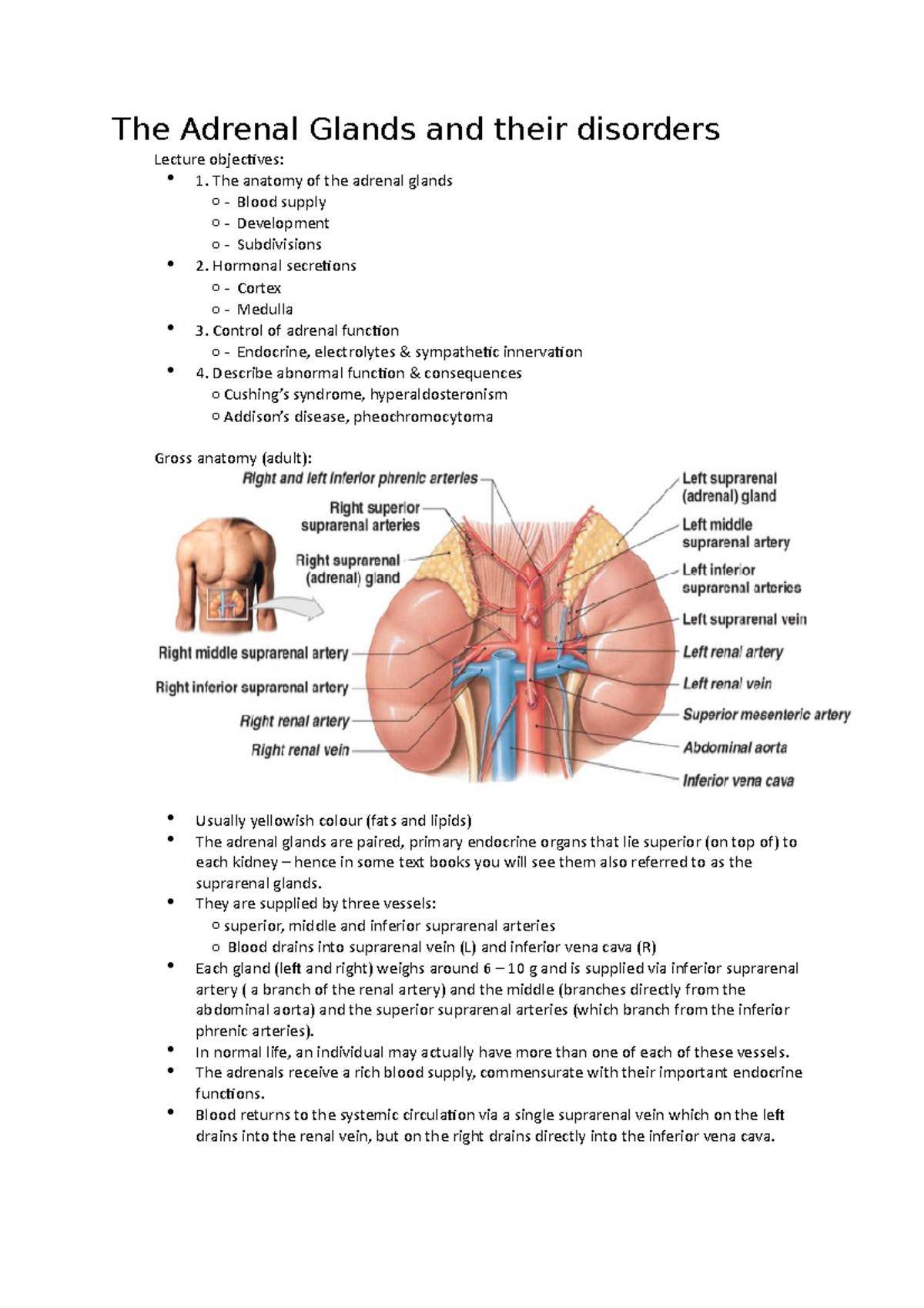 The Adrenal Glands and their disorders - The anatomy of the adrenal ...