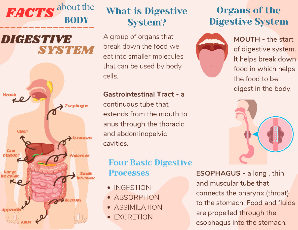 Brochure in Digestive System - FACTS What is Digestive System? A group of organs that break down ...