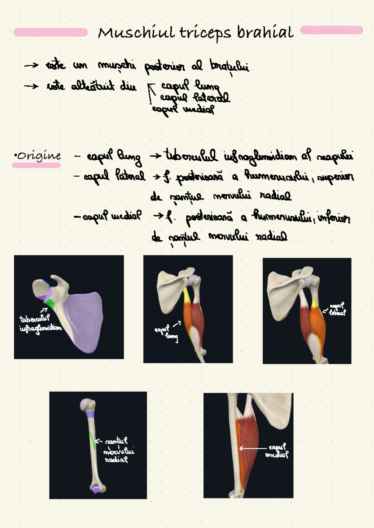 Muschiul triceps brahial - Muschiul triceps brahial •Origine -> este un ...