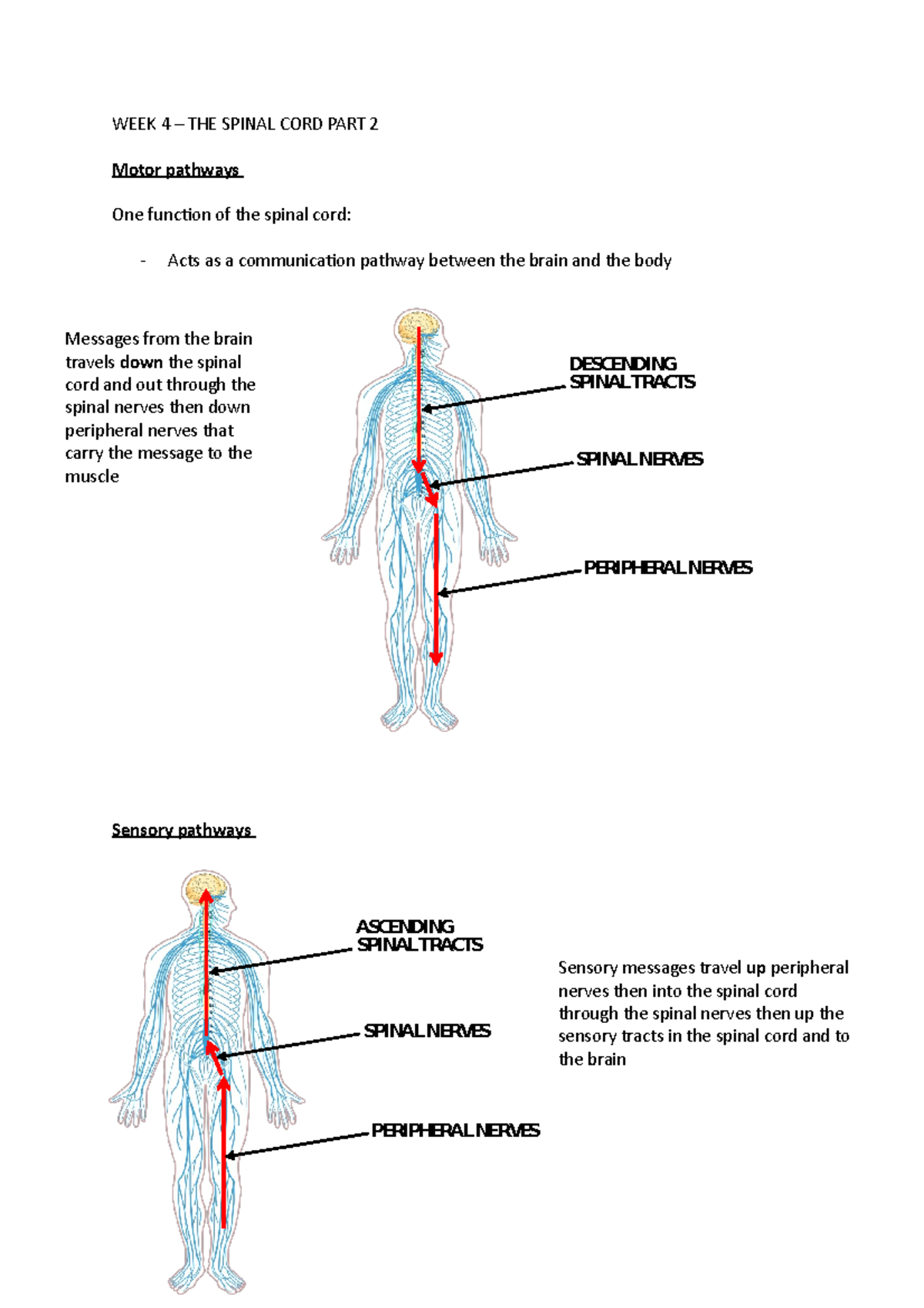 The spinal cord part 2 - WEEK 4 – THE SPINAL CORD PART 2 Motor pathways ...