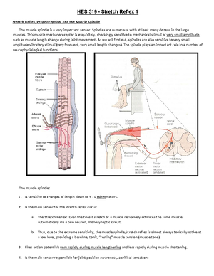 Kinesiology Chapter 2 Notes - Kinesiology Chapter 2: Musculature ...