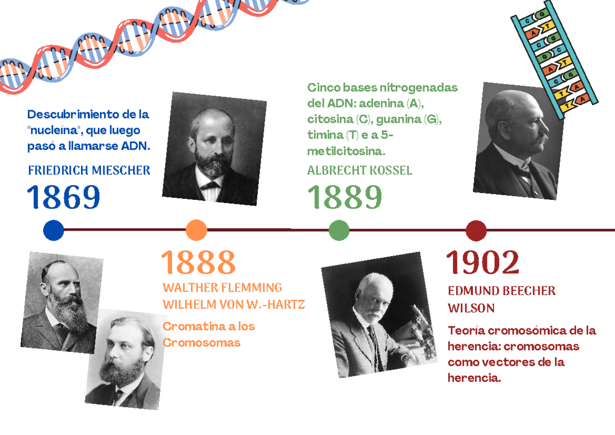 Linha do Tempo - DNA - WALTHER FLEMMING WILHELM VON W.-HARTZ ...