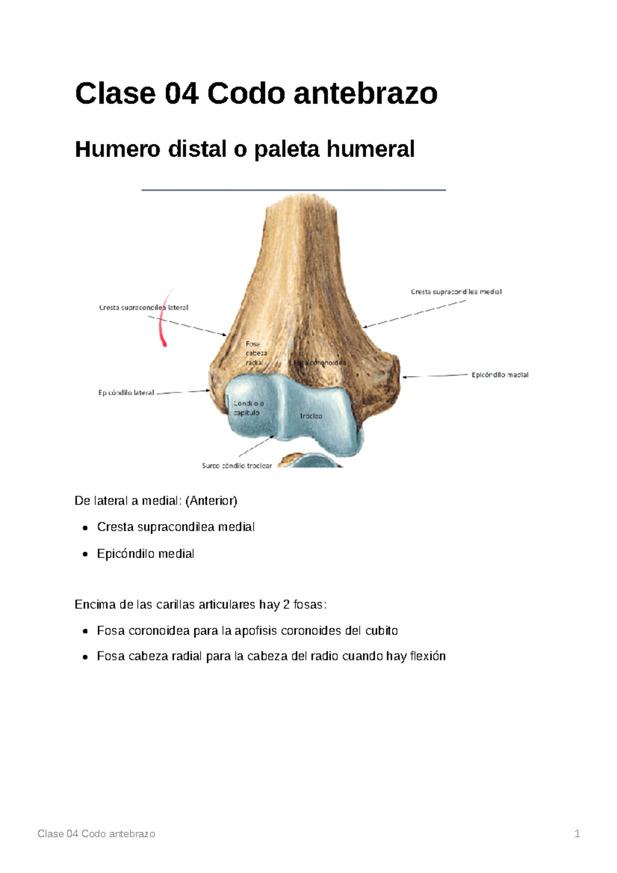 Codo y antebrazo - Clase 04 Codo antebrazo Humero distal o paleta ...
