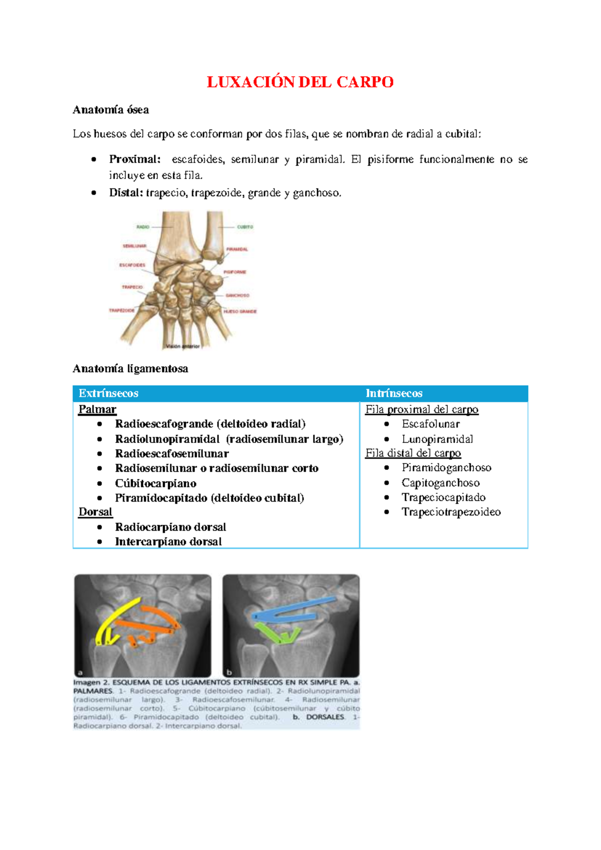 Características De Los Huesos Del Carpo: Anatomía Y Funciones – NKTRE