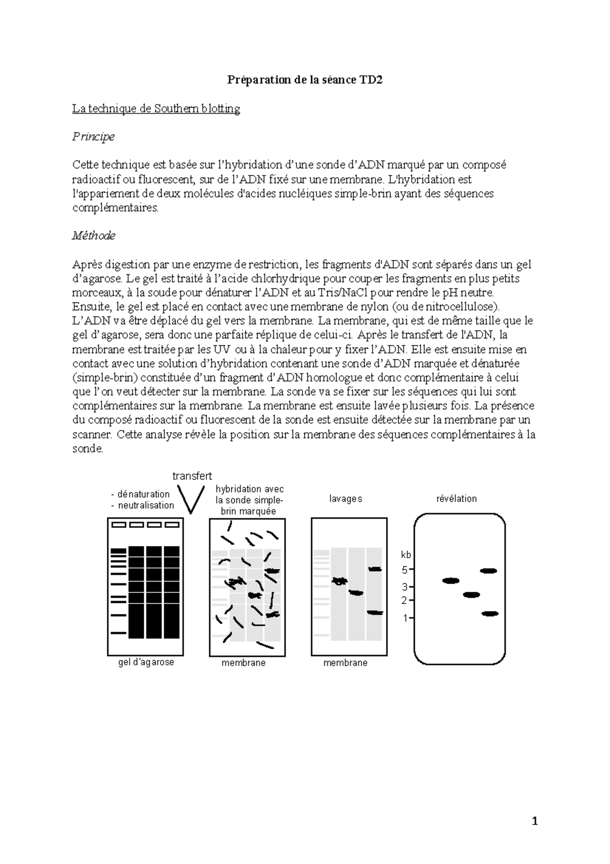 Prépa TD2 - prepa td - 1 hybridation avec la sonde simple- brin marquée ...