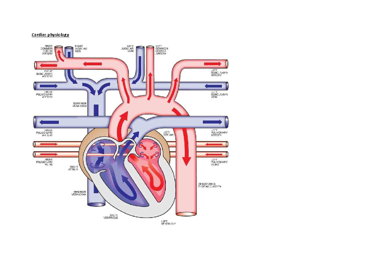 Cardiac disease table notes - SNU314 - QMUL - Studocu