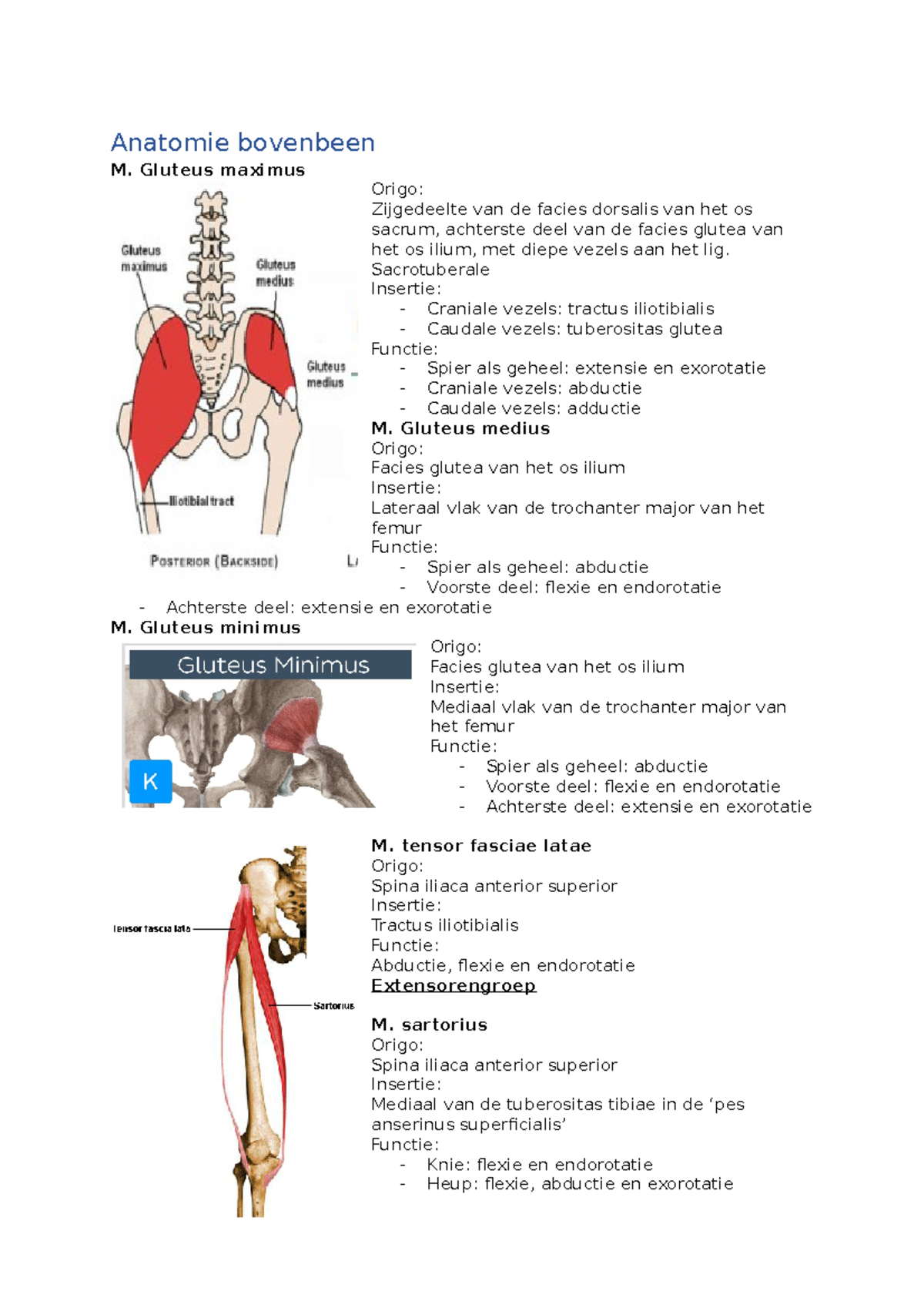 Anatomie bovenbeen - Gluteus maximus Origo: Zijgedeelte van de facies ...