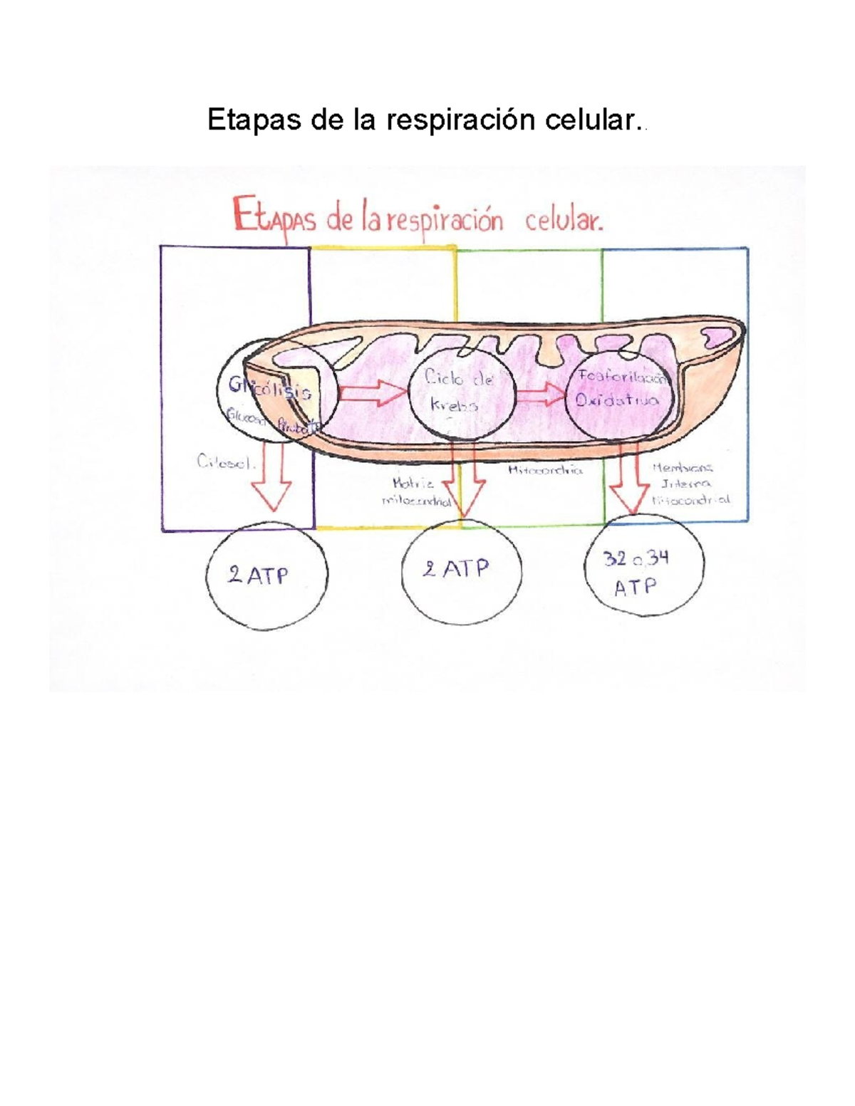 Etapas de la respiración celular - Biología Celular - . - Studocu