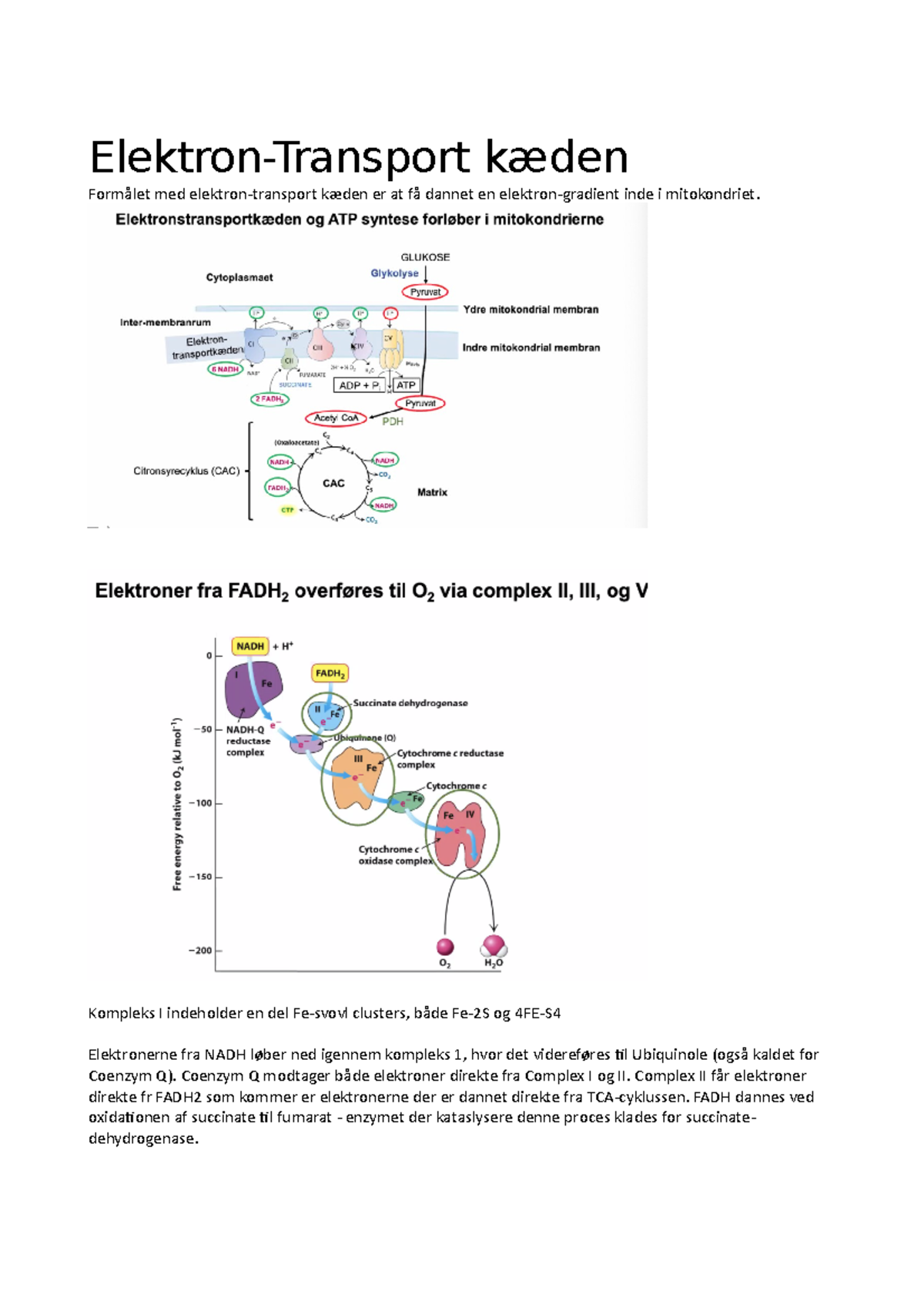 Elektron-transport-kæden. Teksten omhandler selve processen under ...