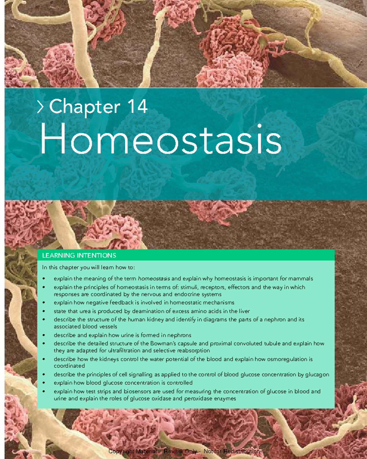 14 - Homeostasis - Chapter 14 Homeostasis LEARNING INTENTIONS In this ...