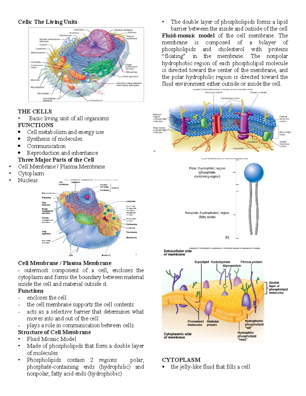 Anaphy Chapter 3 - Cell Structures Their Functions - Cells: The Living Units THE CELLS Basic ...