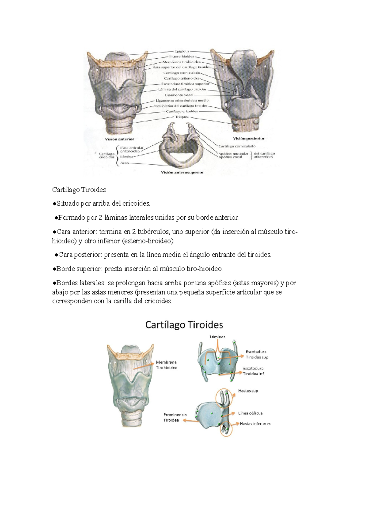 Cartílago Tiroides sdtgjsxfj - Cartílago Tiroides Situado por arriba ...