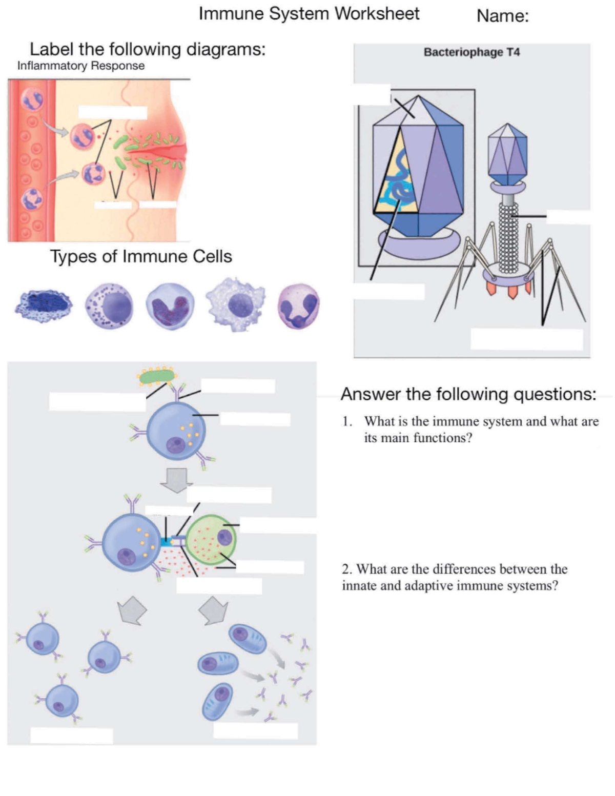 Physiology Group Worksheets-Spring 2023-Immune System - BIOL 306 - Studocu