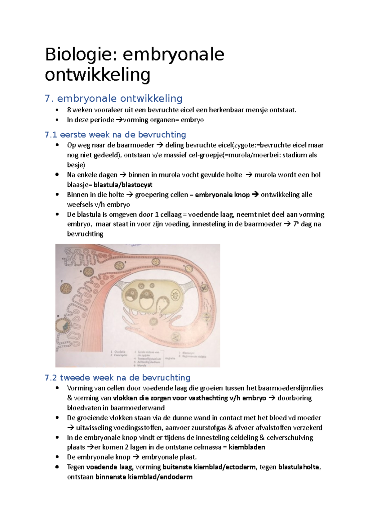 Embryonoligie biologie - Biologie: embryonale ontwikkeling 7 ...