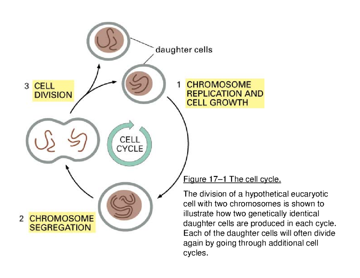 Lecture notes, lecture - Cell Cycle Notes rn - Figure 17–1 The cell ...