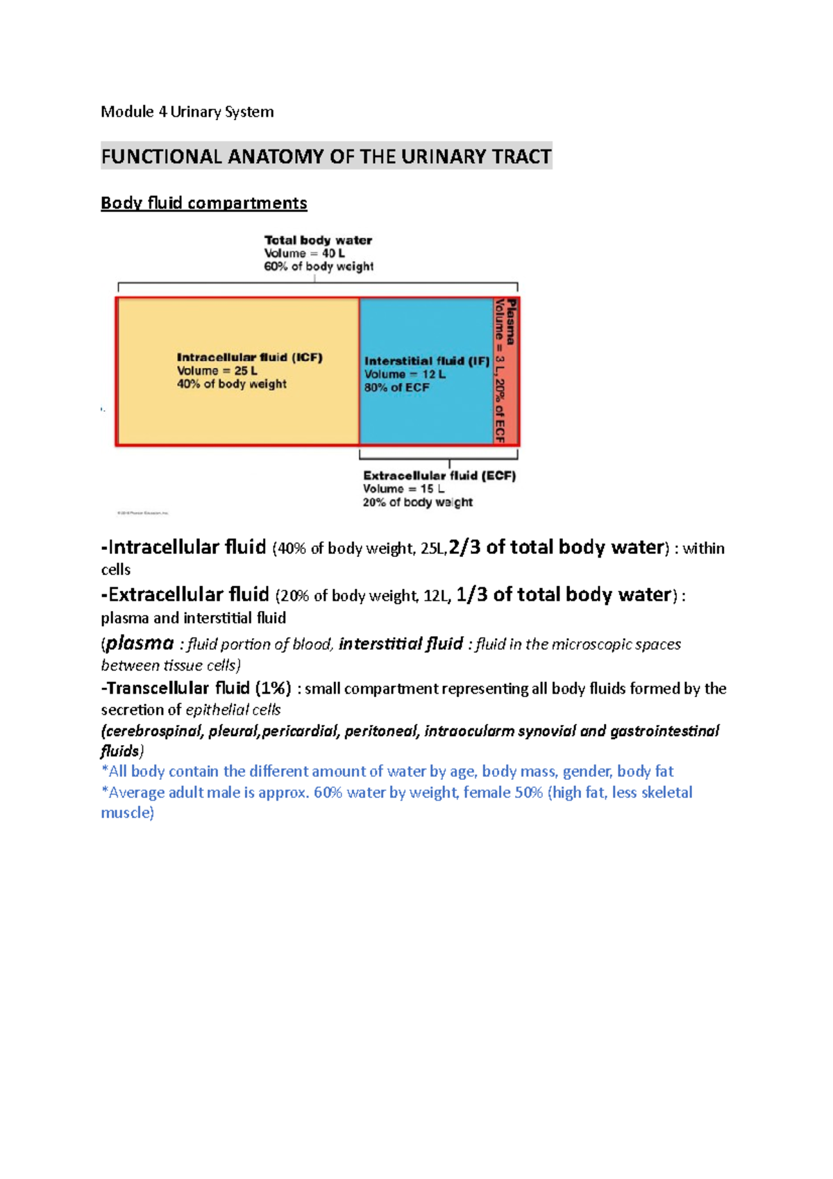 Module 4 urinary system - Module 4 Urinary System FUNCTIONAL ANATOMY OF ...