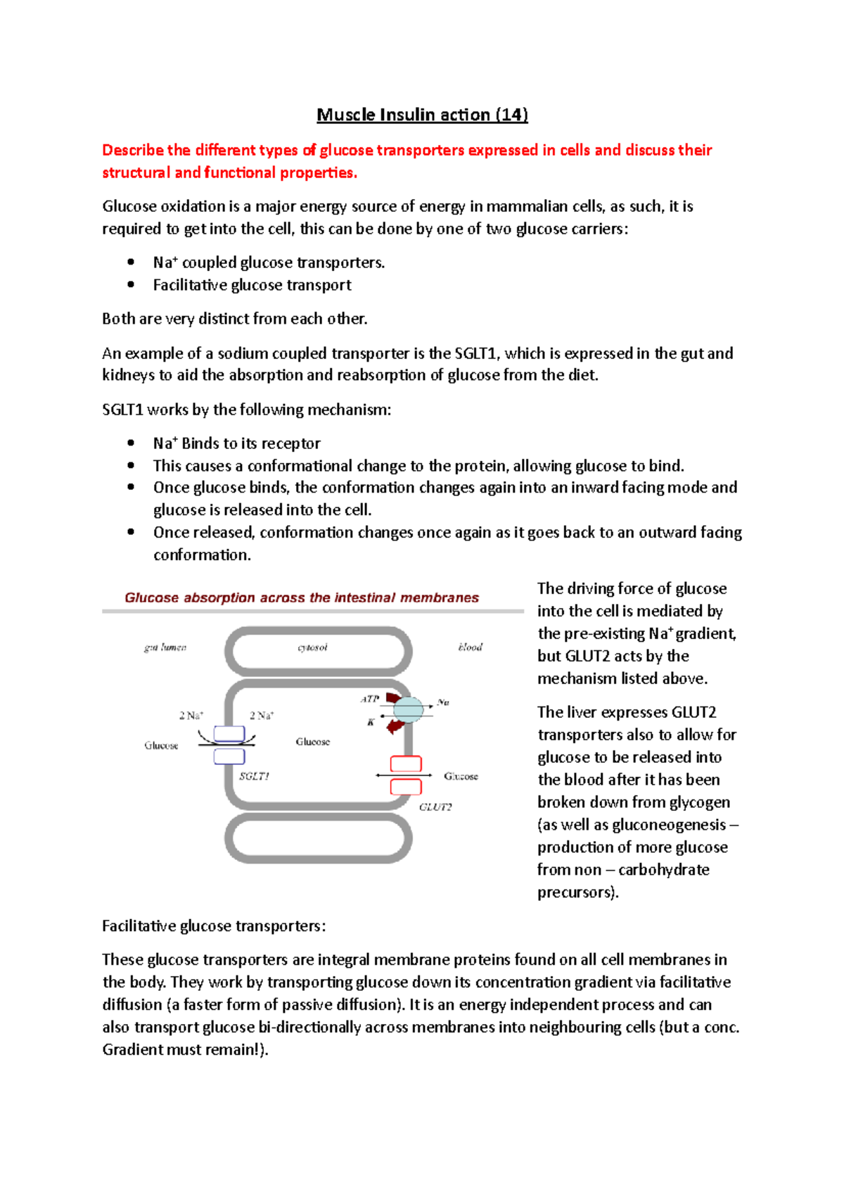 Muscle Insulin action (14) - Muscle Insulin action (14) Describe the ...