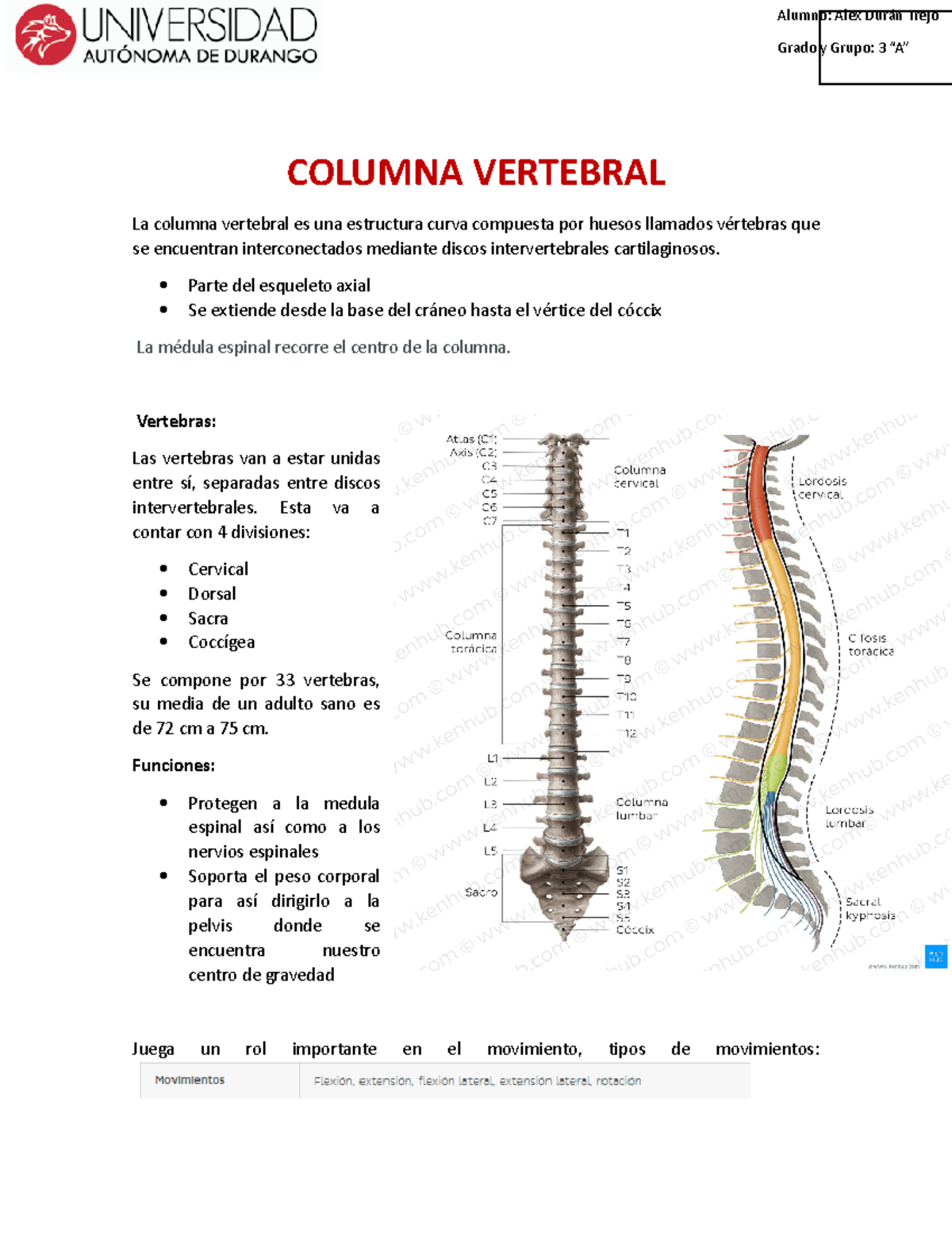 Columa Vertebral - COLUMNA VERTEBRAL La columna vertebral es una ...