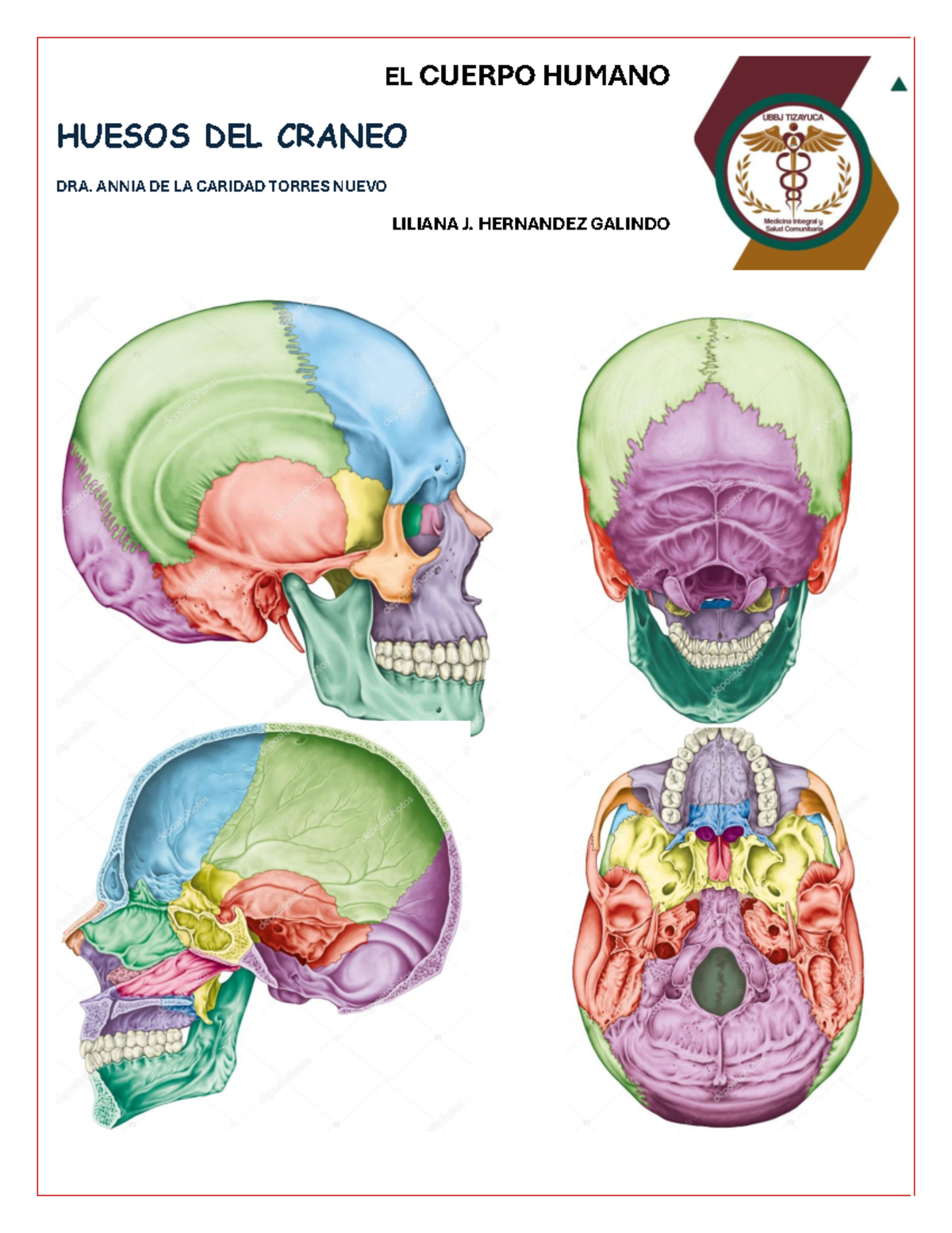 EL Cuerpo Humano - anatomia - EL CUERPO HUMANO HUESOS DEL CRANEO DRA ...