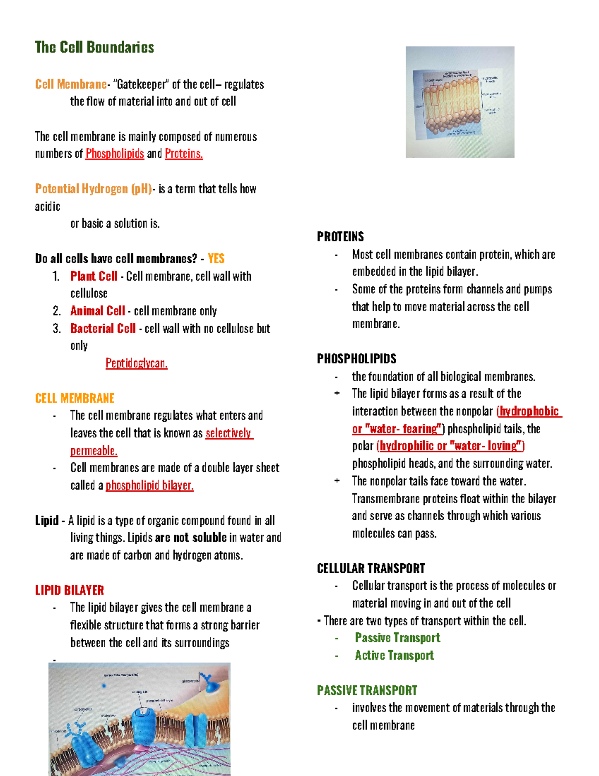 Gen Bio Notes - grade 12 - The Cell Boundaries Cell Membrane ...