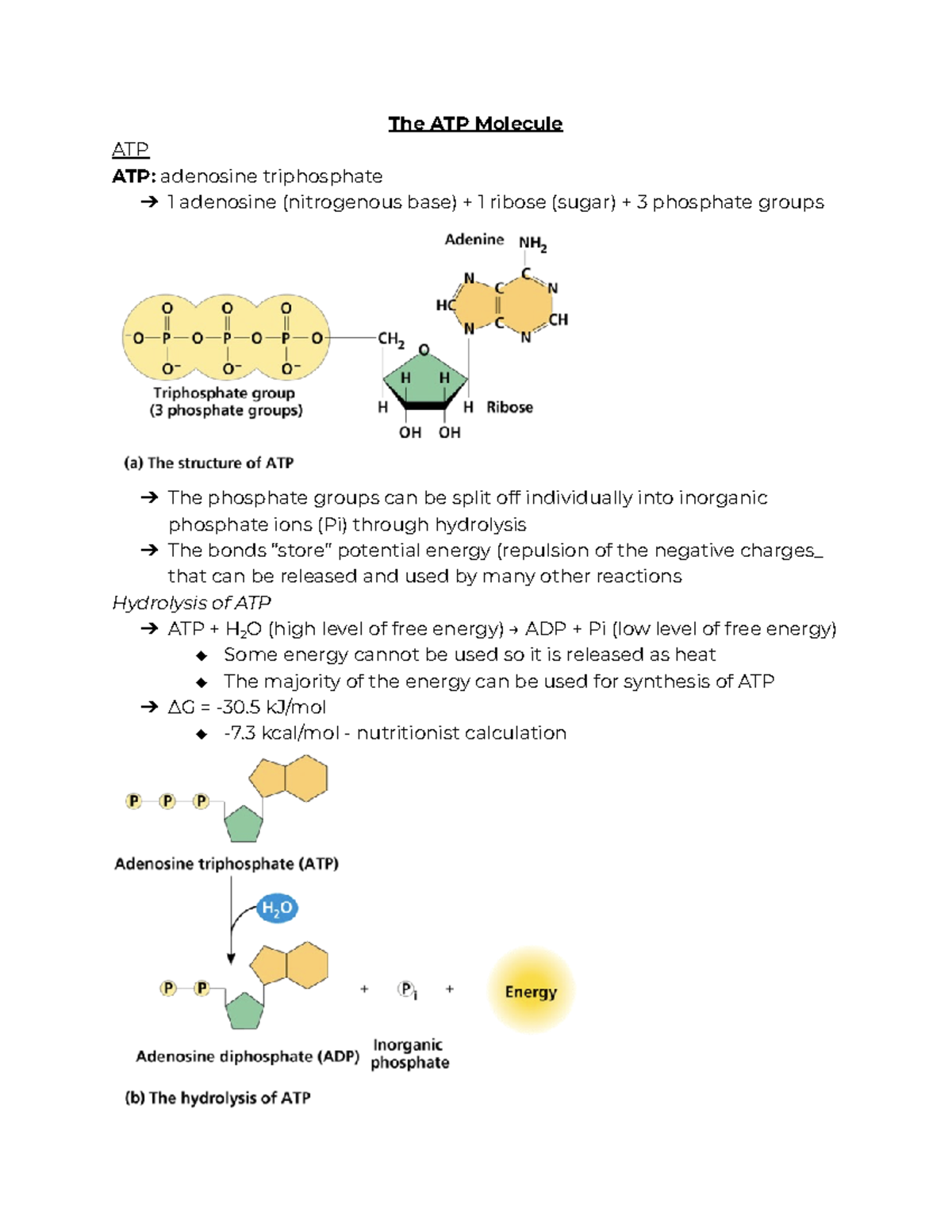 The ATP Molecule - The ATP Molecule ATP ATP: adenosine triphosphate 1 ...