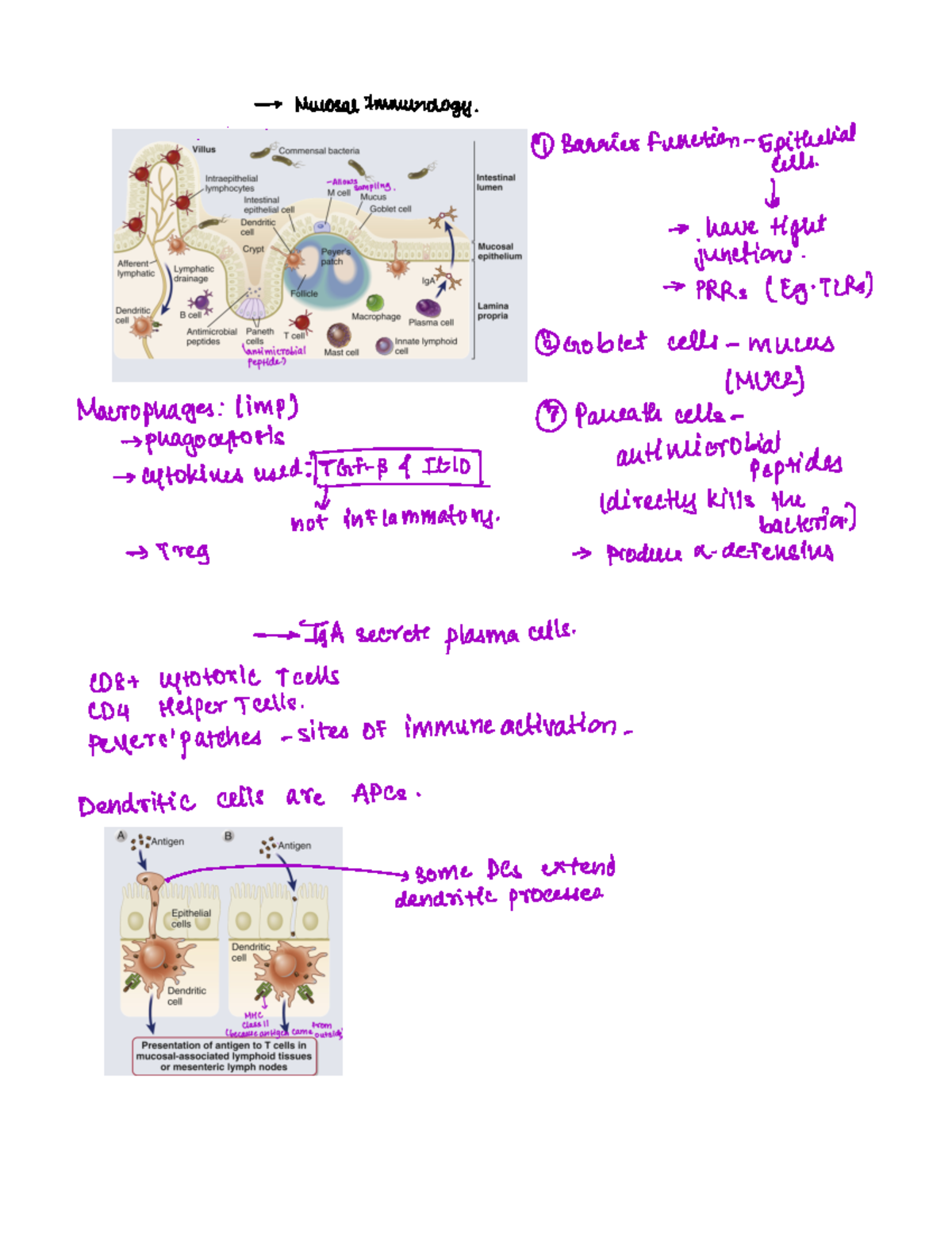 Immunology summary - MucosalImmunology Baggie function Epithelial cells ...
