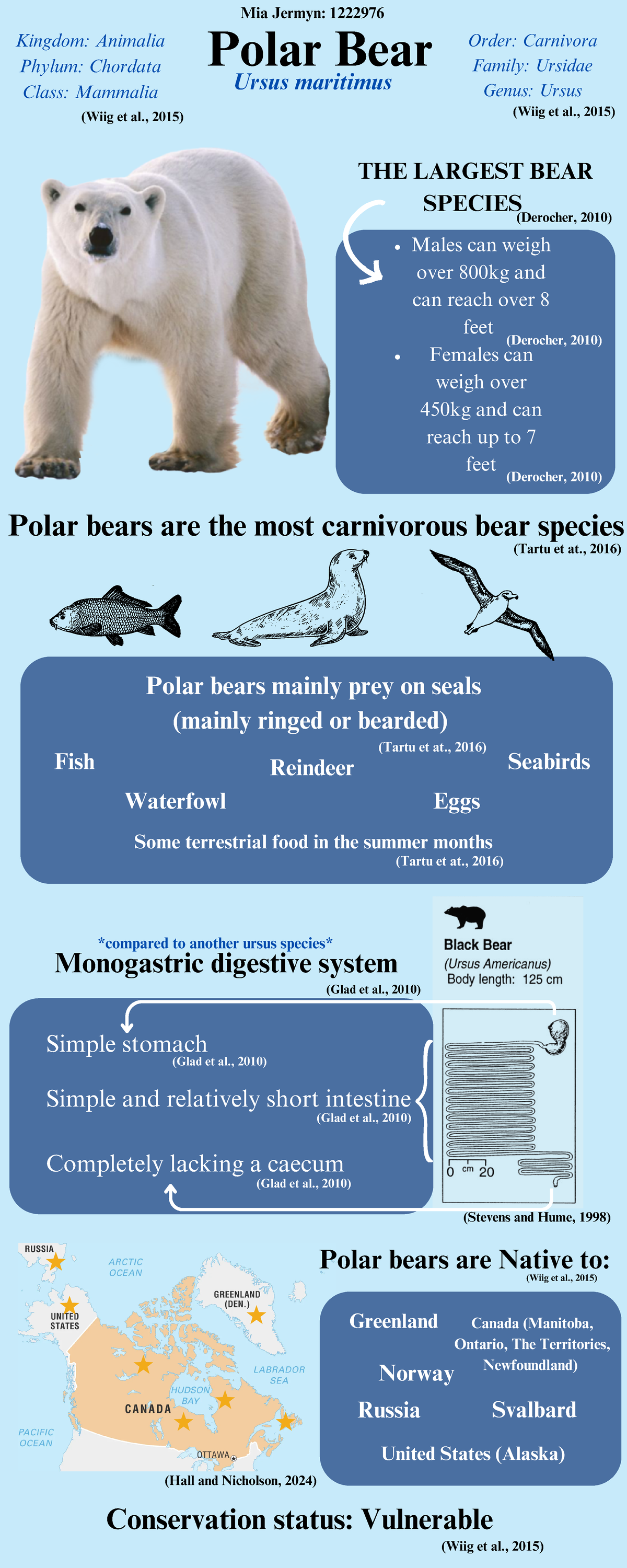 Infographic 2024 - Polar bears are the most carnivorous bear species ...