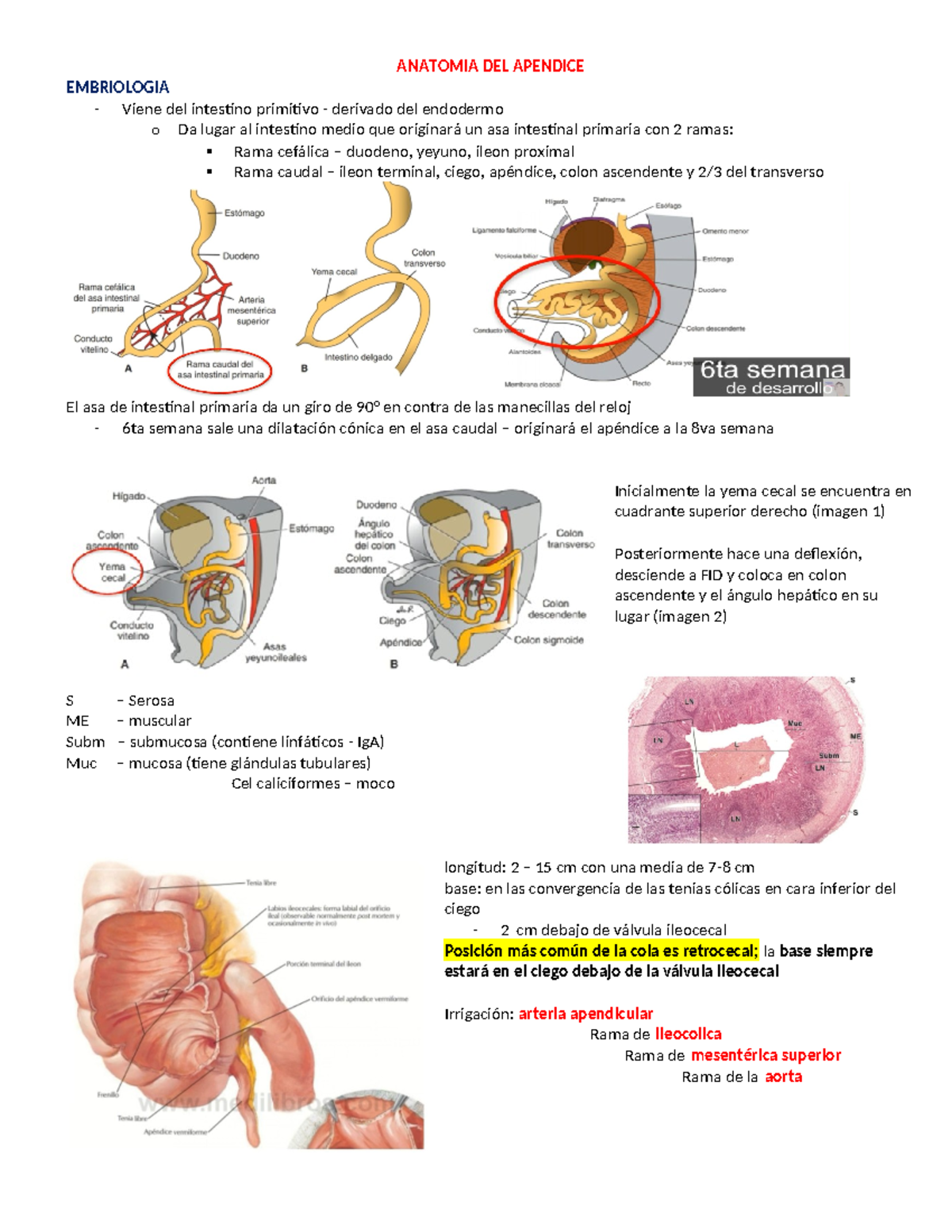 Anatomia DEL Apendice - ANATOMIA DEL APENDICE EMBRIOLOGIA - Viene del ...