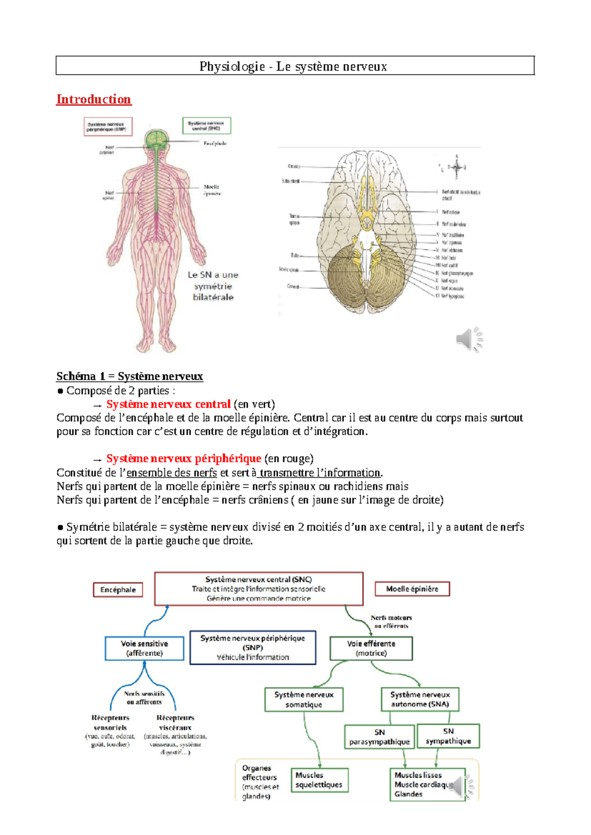 CM 5 - Physio - Le système nerveux - Physiologie - Le système nerveux ...