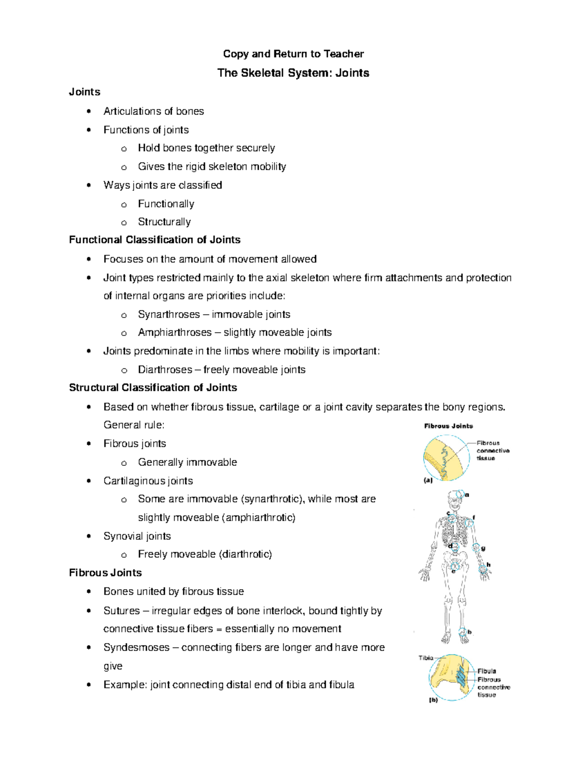 The Skeletal System Joints PPt Notes - Copy and Return to Teacher The ...