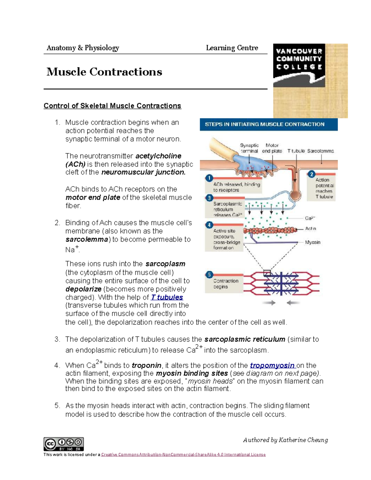 Muscle Contractions - These are lecture notes for Human Anatomy And ...