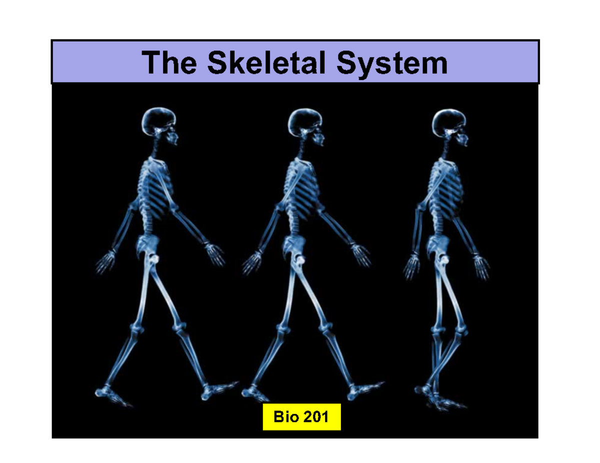 5 Skeletal System - Lecture notes - Bio 201 The Skeletal System The ...