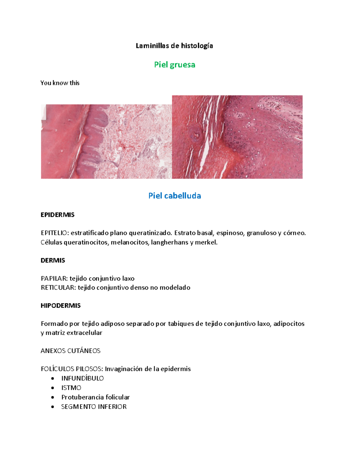 Repaso de Laminillas de histología - Laminillas de histología Piel ...