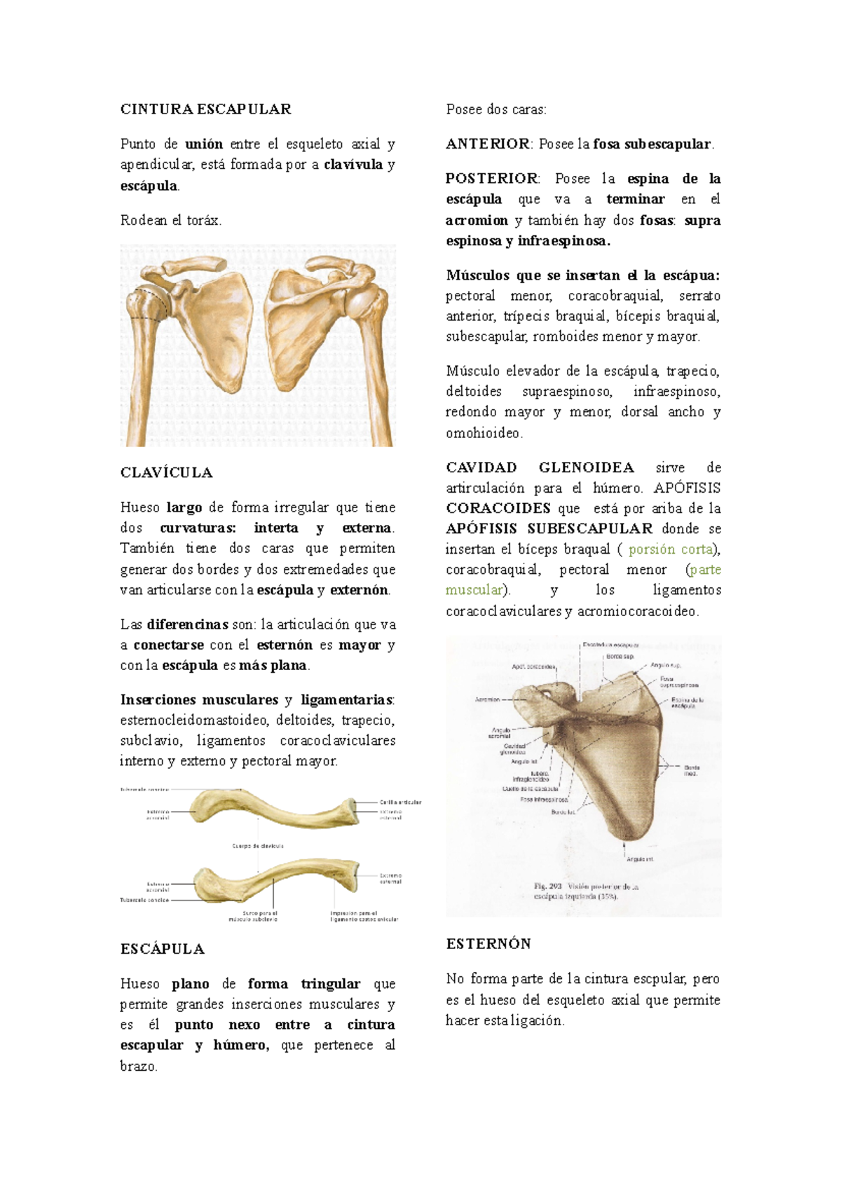 Cintura Escapular - CINTURA ESCAPULAR Punto de unión entre el esqueleto ...