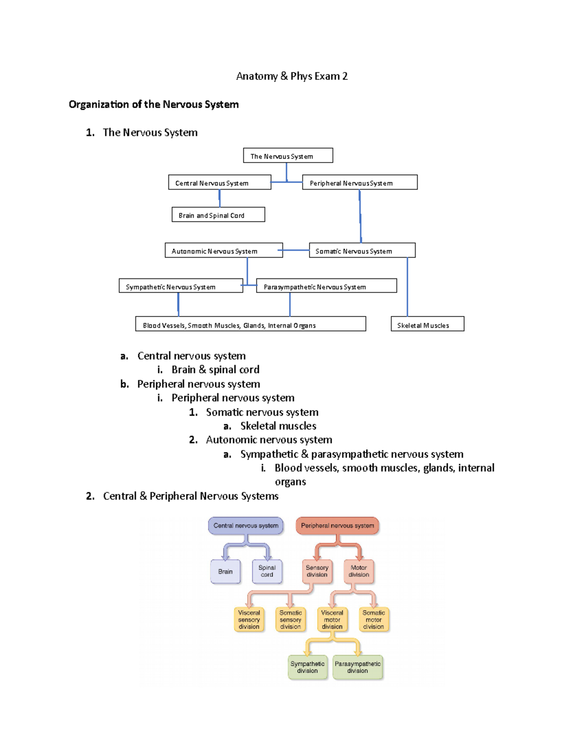 Anatomy & Phys Exam 3 Notes - Anatomy & Phys Exam 2 Organization of the ...