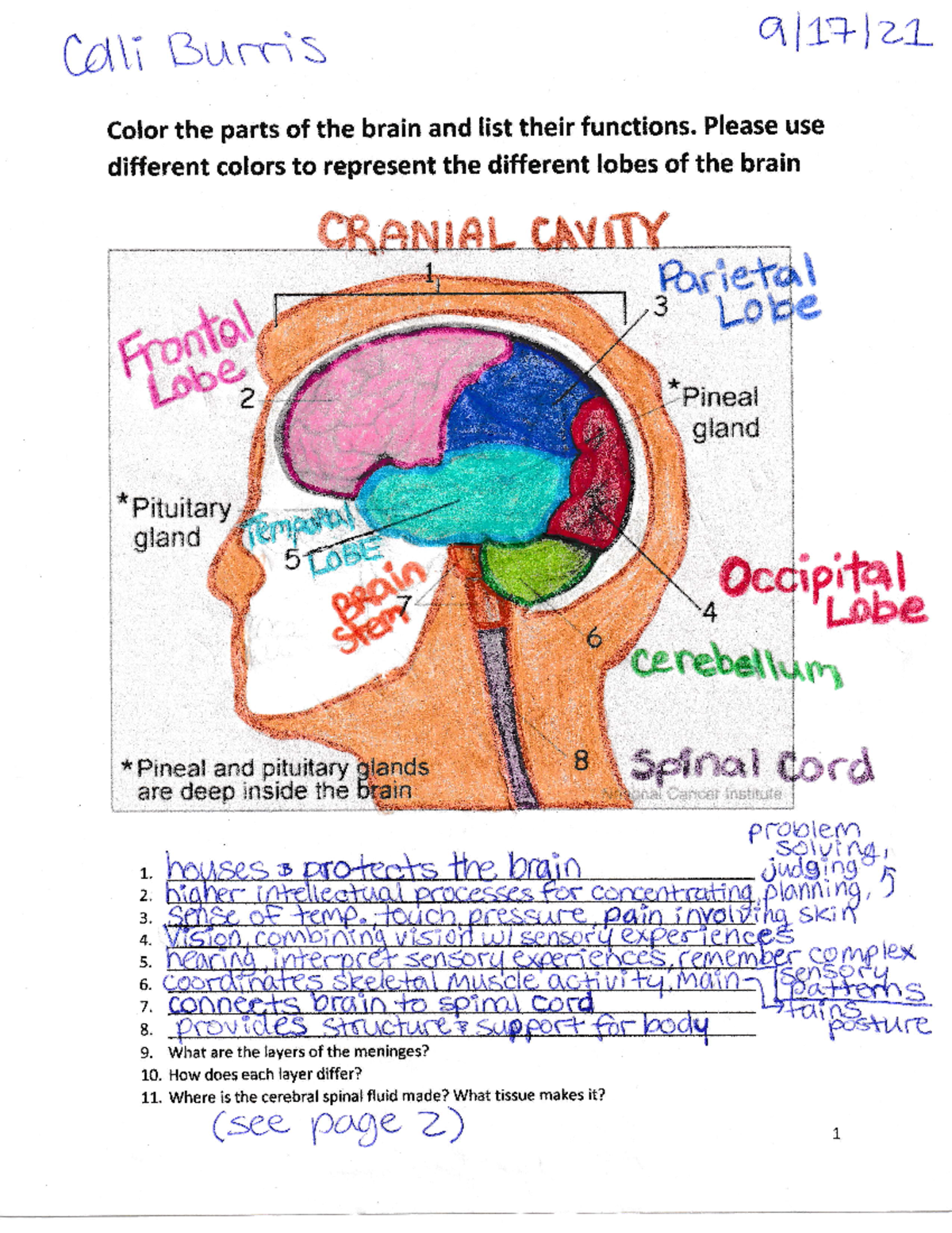 WEEK 3 Brain Worksheet - Dissection of the cranial cavities - qlffilzt ...
