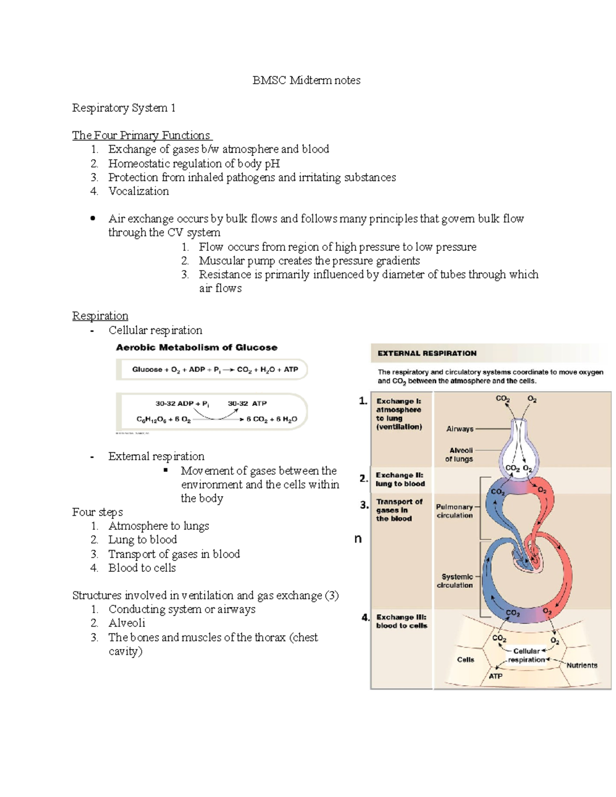 Bmsc Midterm Notes Bmsc Midterm Notes Respiratory System 1 The Four Primary Functions 1 5157