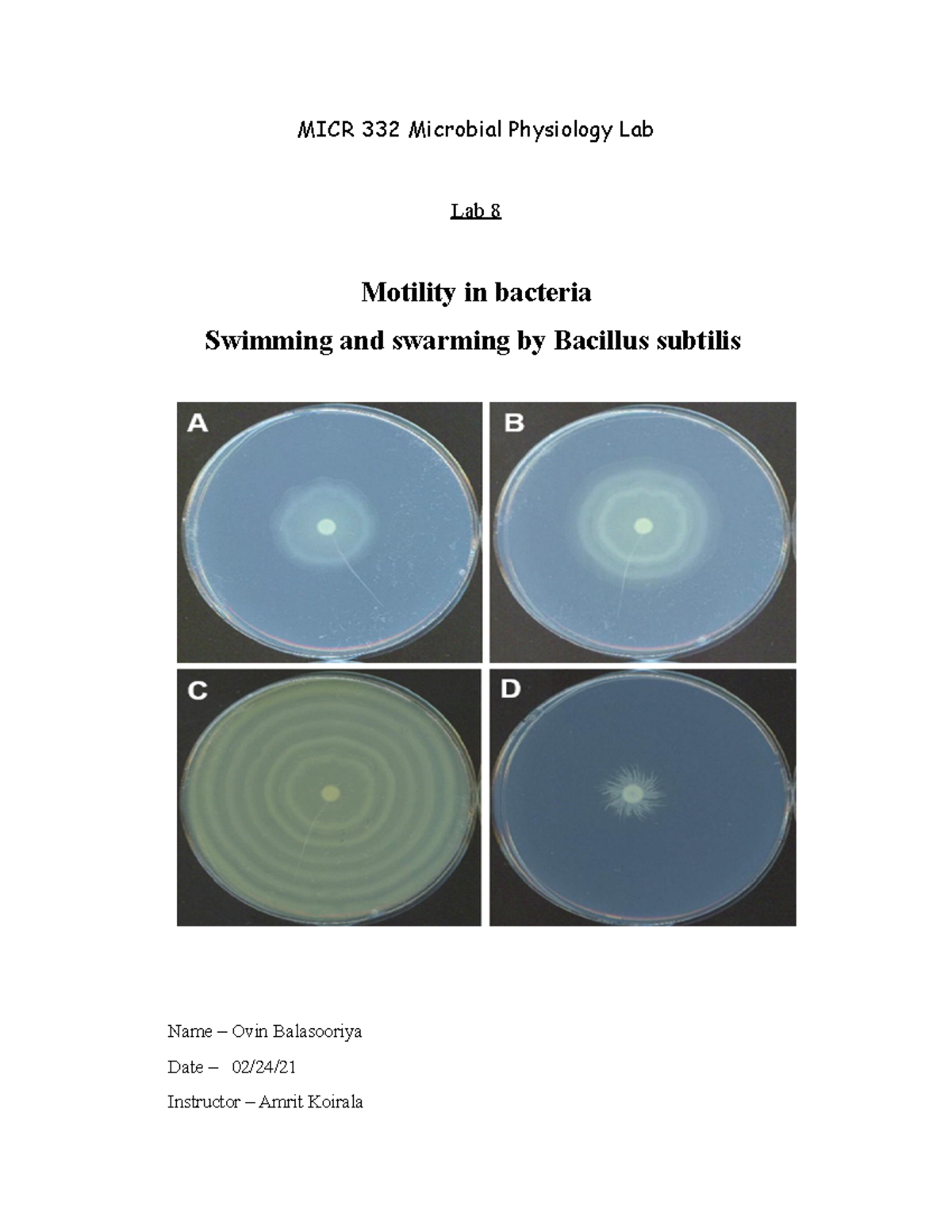 Lab 8 - Lab report 8 of the course - MICR 332 Microbial Physiology Lab ...