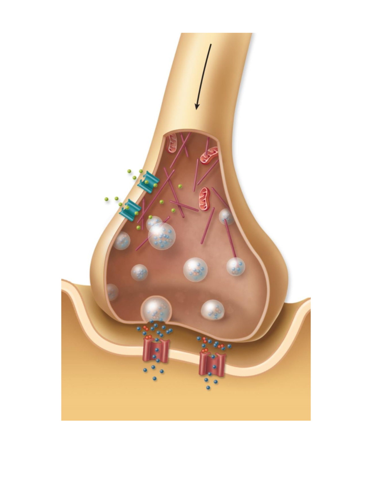 Synapse Activity Spr22 - NURS 430/L - Studocu