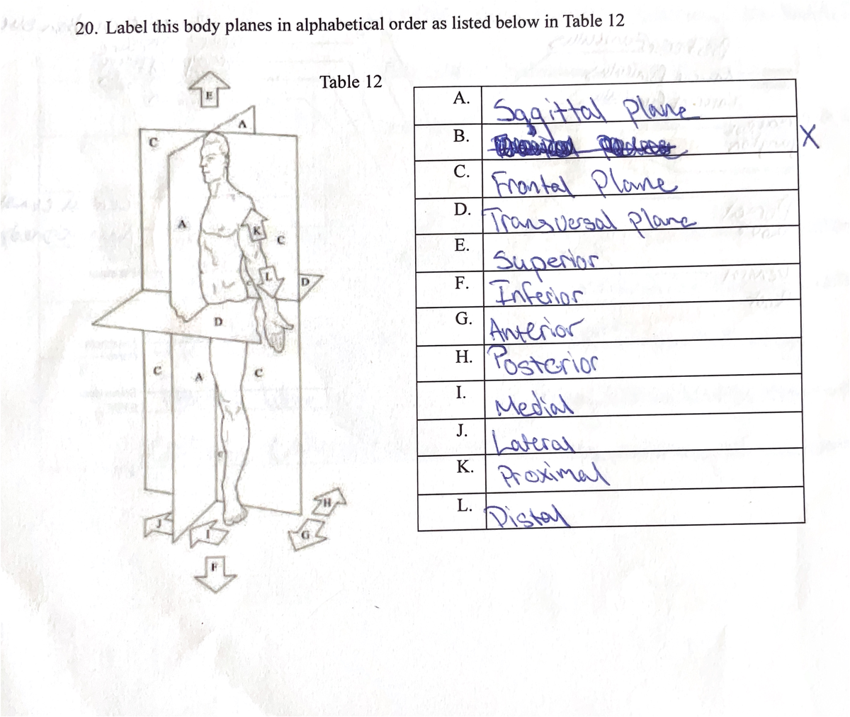Labeled Body Planes - Anatomy and Physiology - 20. Label this body ...