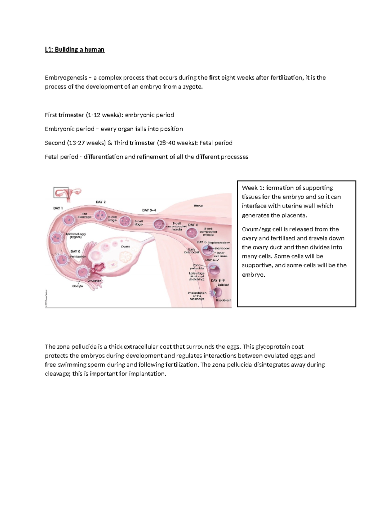 L1 - Building a Human - L1: Building a human Embryogenesis – a complex ...
