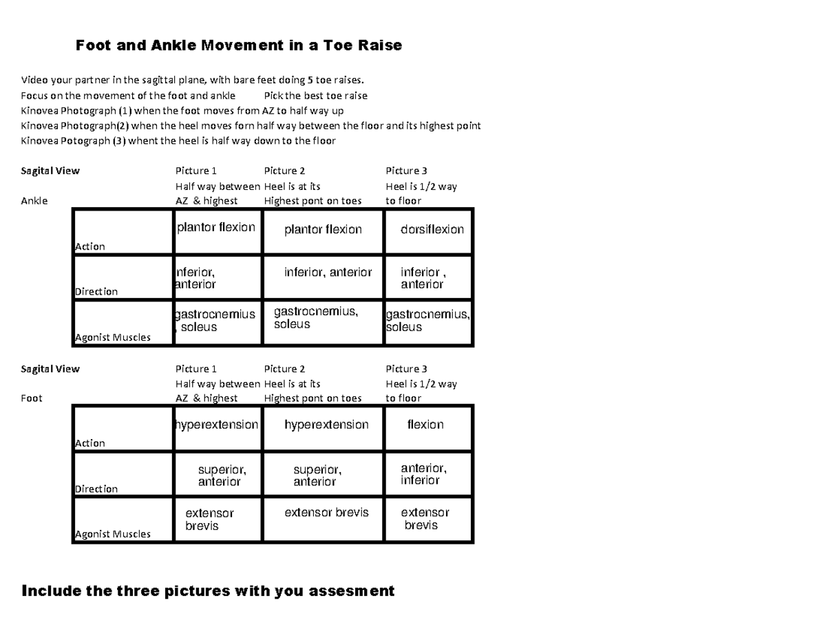 Ankle and Foot Movement in Toe Raise - Foot and Ankle Movement in a Toe ...