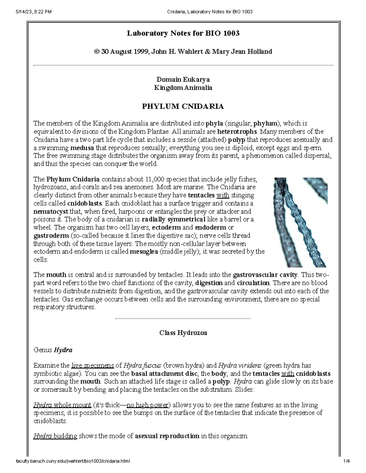 Cnidaria - Bio health - Laboratory Notes for BIO 1003 © 30 August 1999 ...