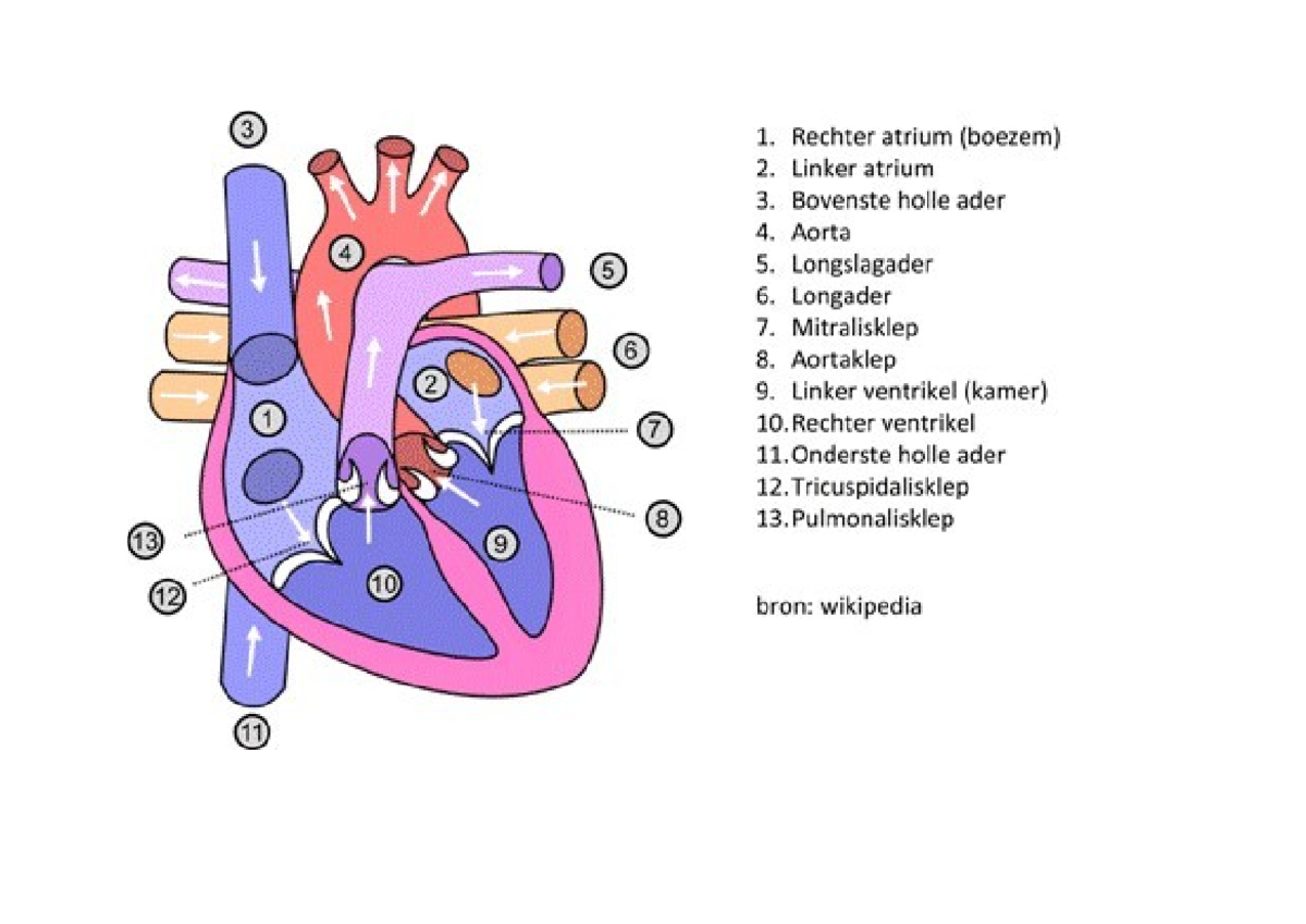 Hart anatomie - Inleiding fysiologie en functionele anatomie - Studocu